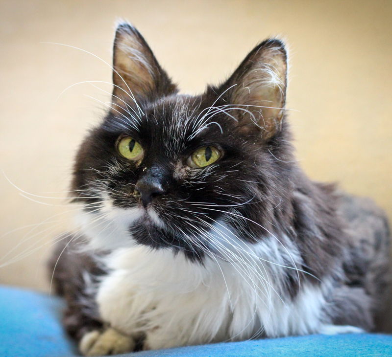 Pets At Rest Hospice & Home Euthanasia