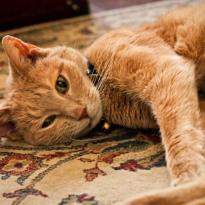 Pets At Rest Hospice & Home Euthanasia