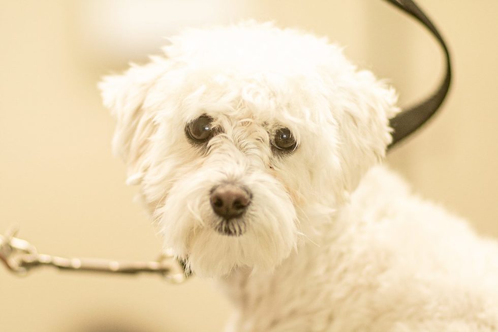 Our Comfort Center | Pets At Rest Hospice & Home Euthanasia